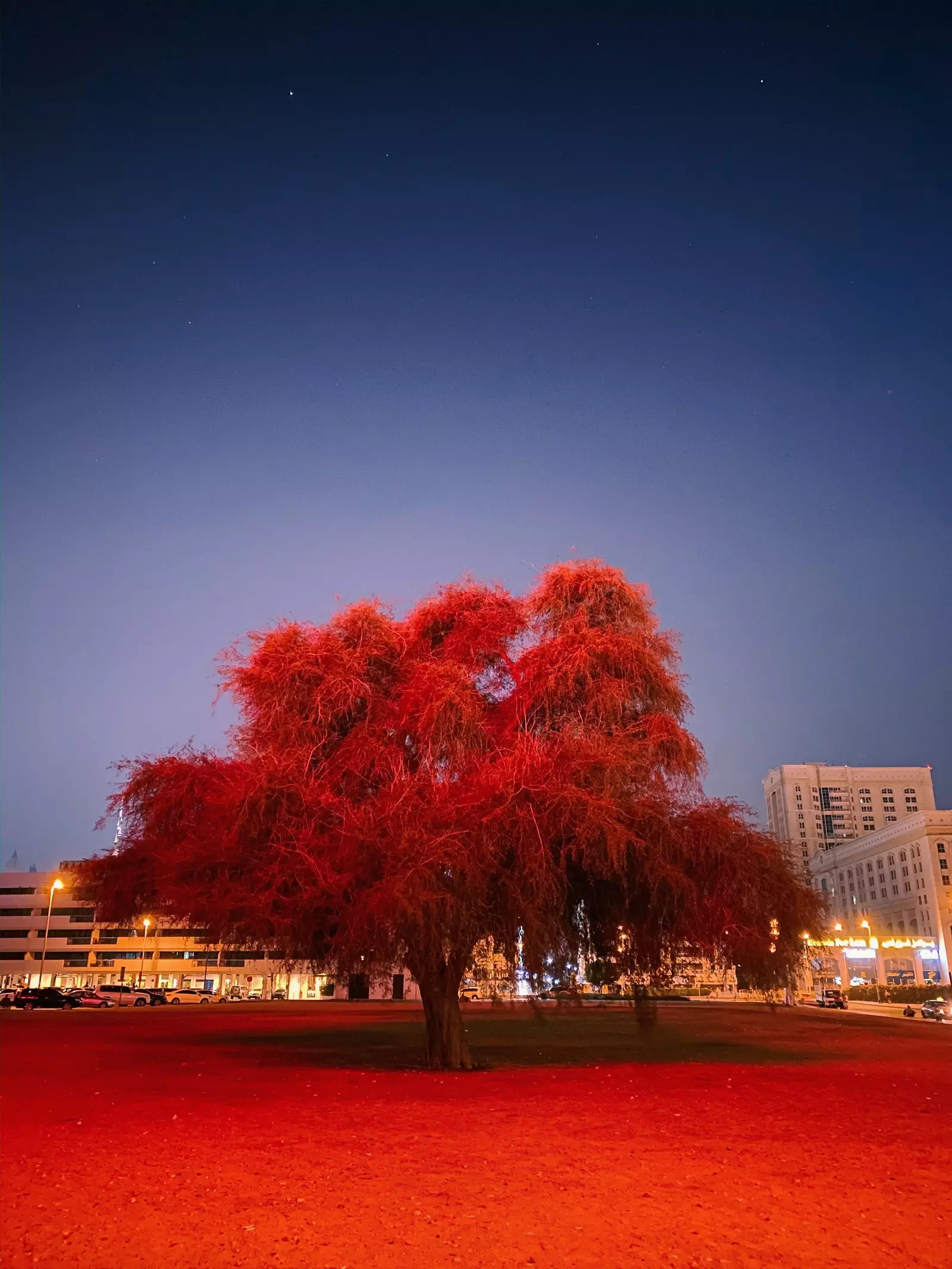 Mitsun Soni Gewënner vun de beschte Fotoen am Night Mode Concours