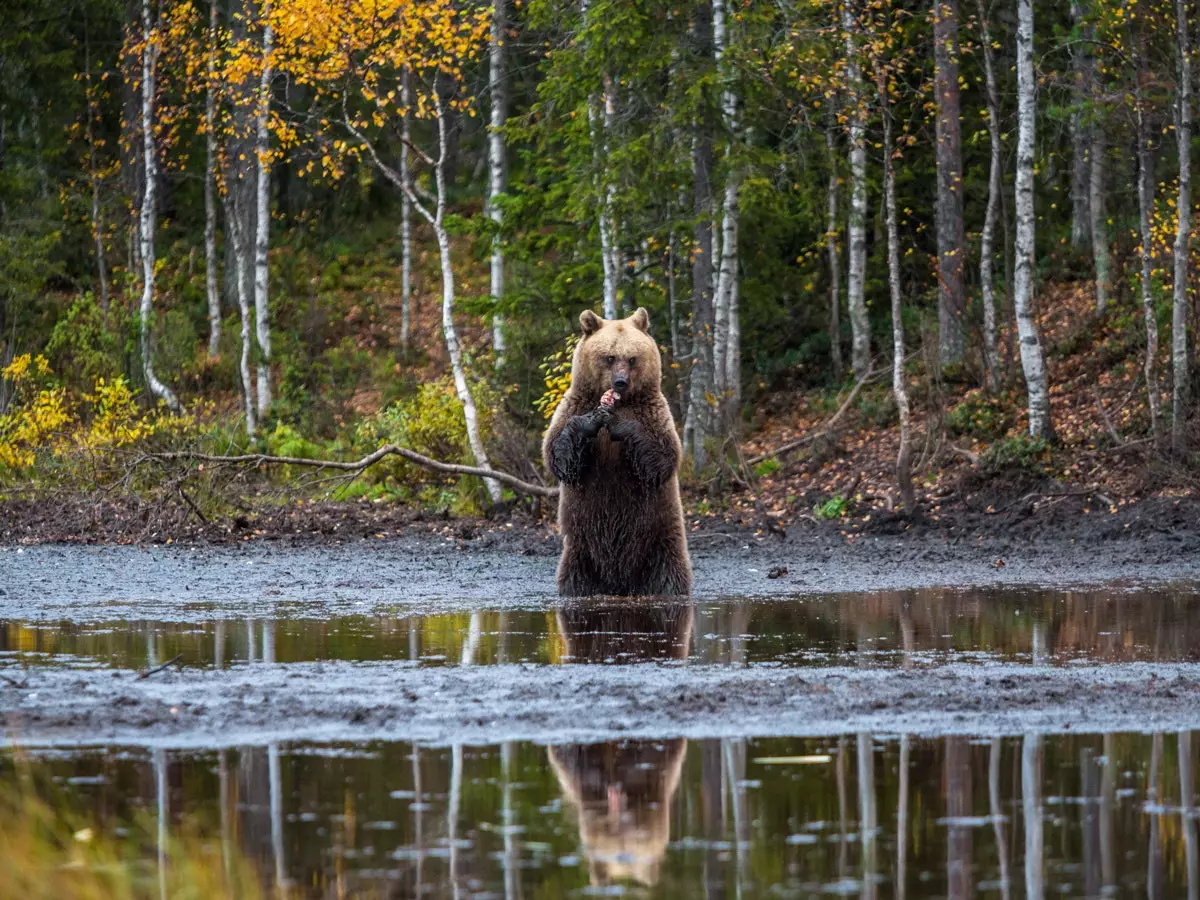 Bear Finland