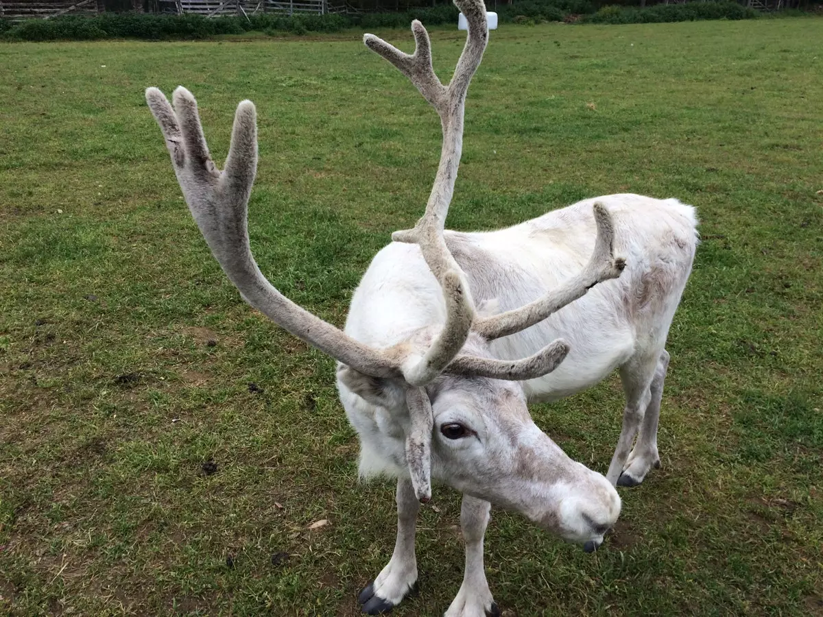 Reindeer Finland