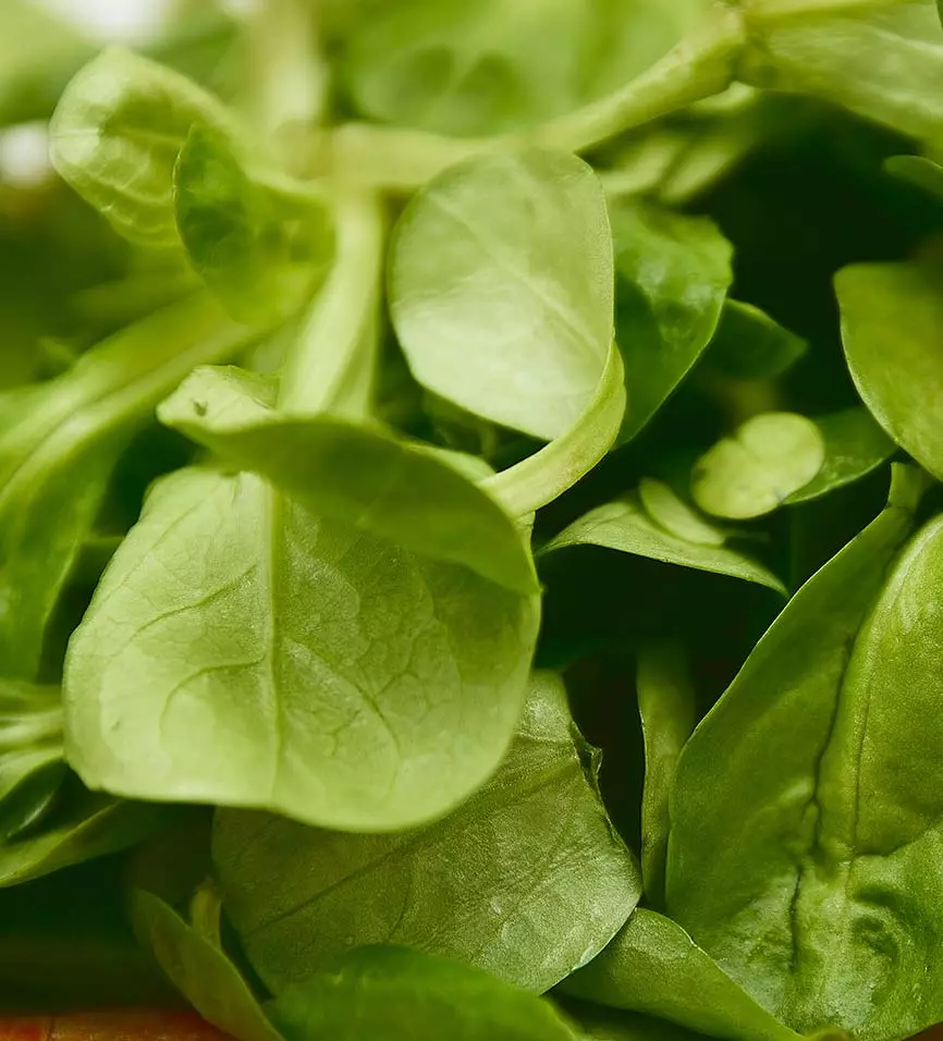 L'image peut contenir des épinards et des feuilles de légumes.