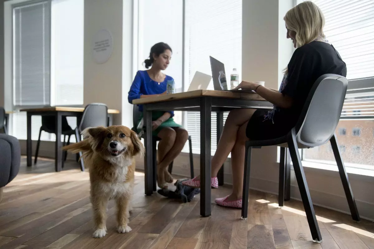 Escritórios que aceitam cães