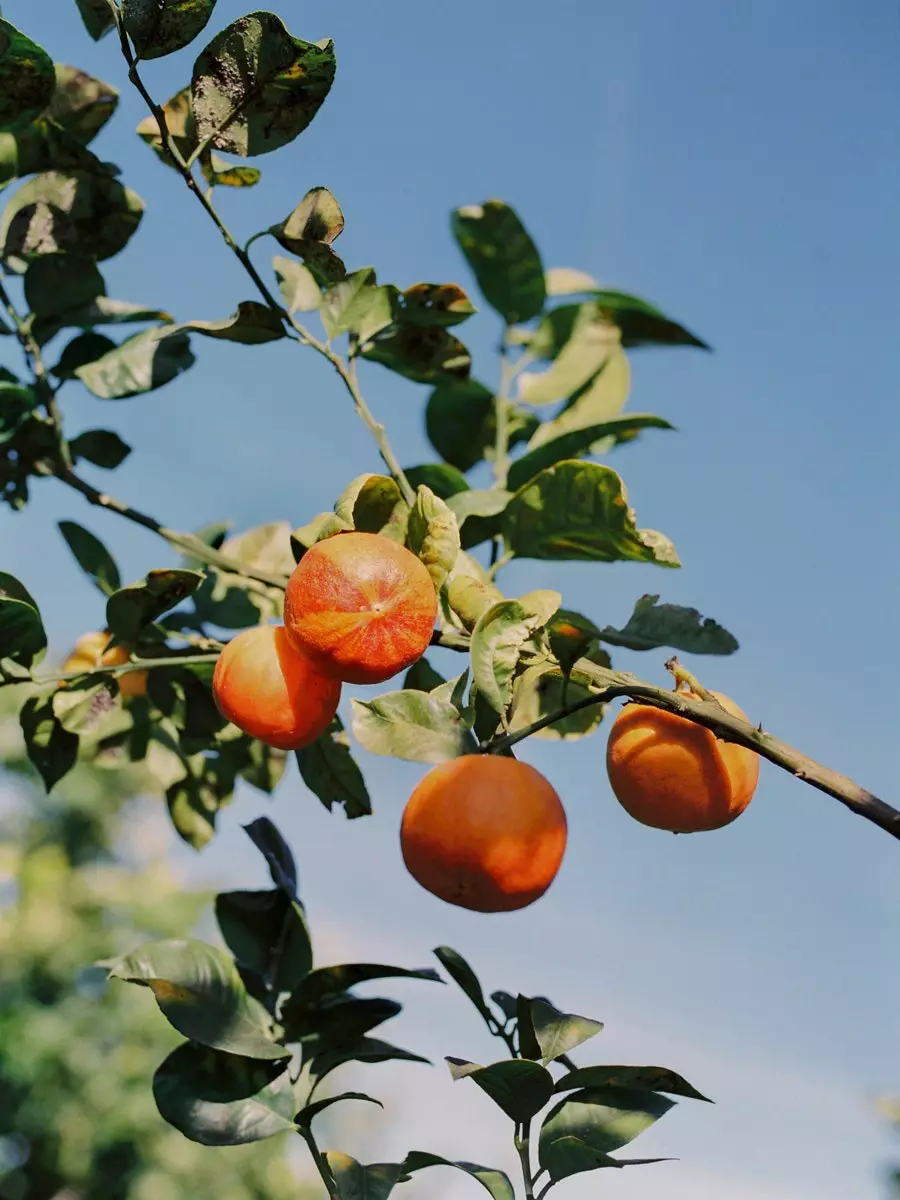 ವೈಸೆಂಟ್ ತೊಡೋಲಿ ಸಿಟ್ರಸ್ ಸಂದರ್ಶನ